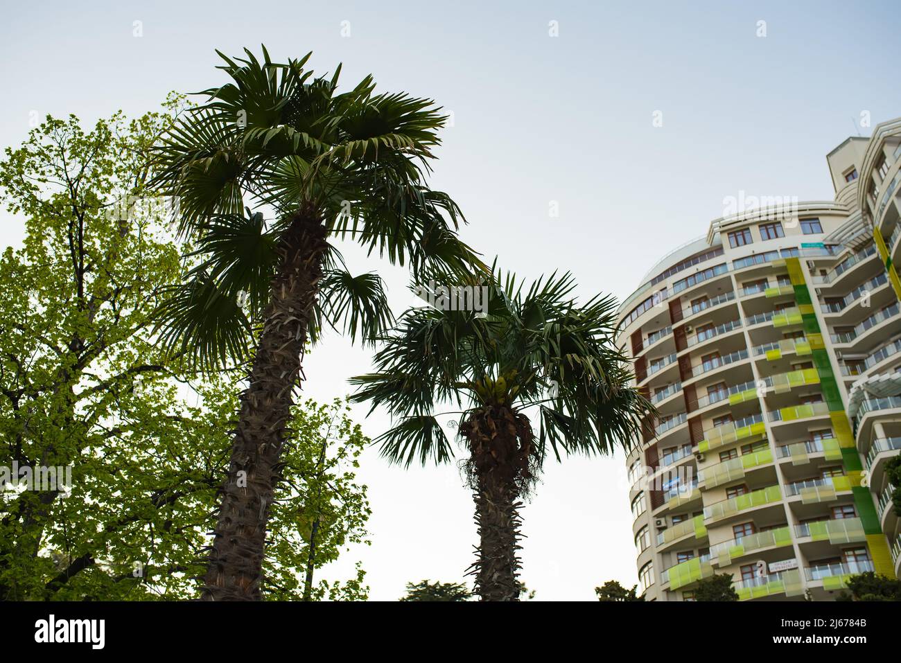 Palm tree in the city against the background of residential buildings ...