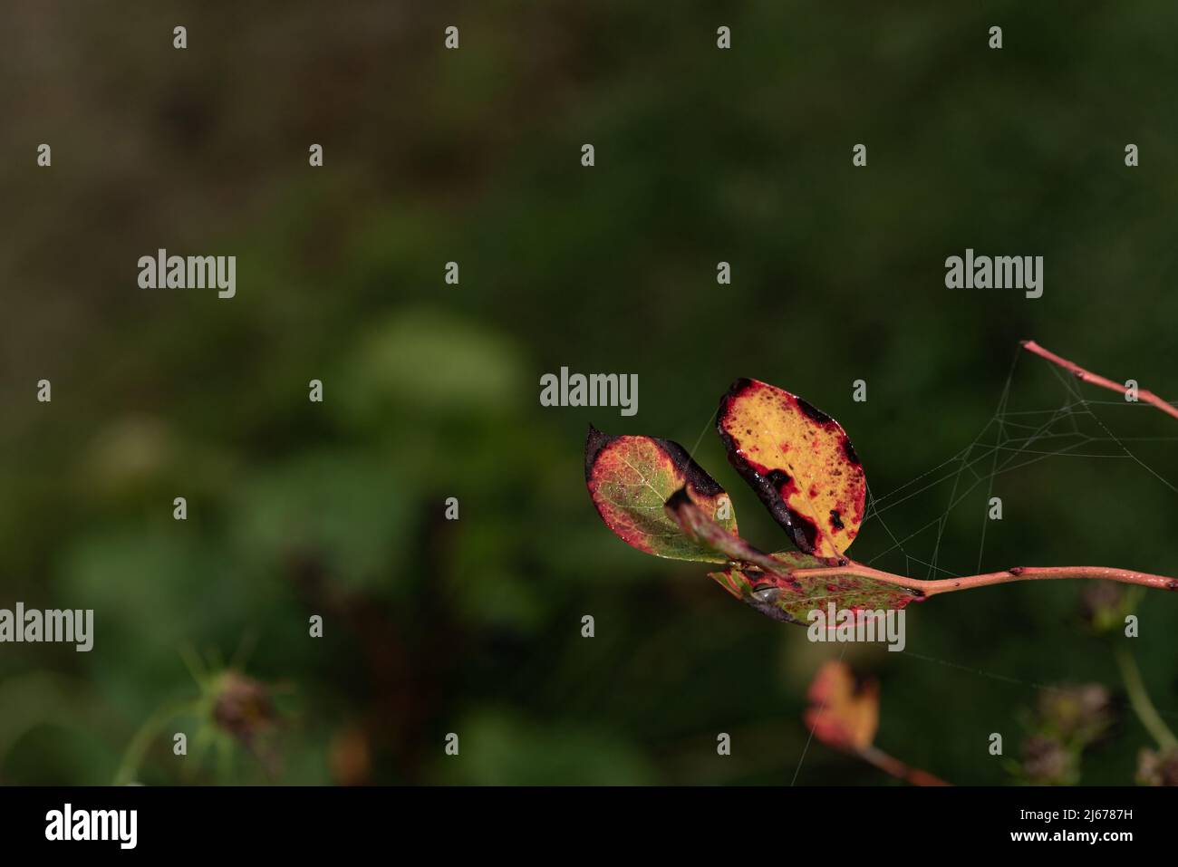 Fall season. Colorful leaf with a cobweb on a blueberry plant. A ...