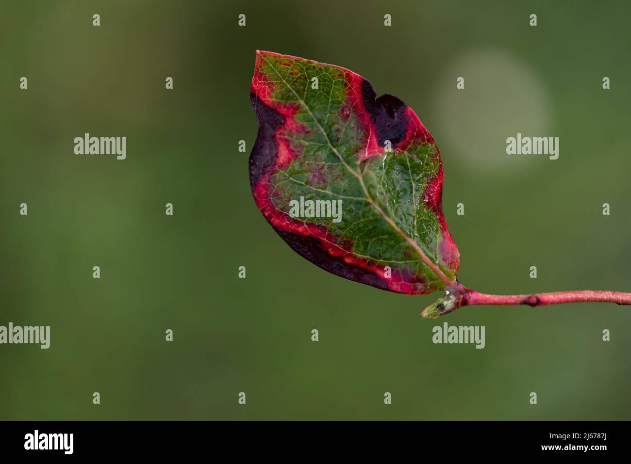 Fall season. Colorful leaf of blueberry plant. A tricolor leaf. Twig ...
