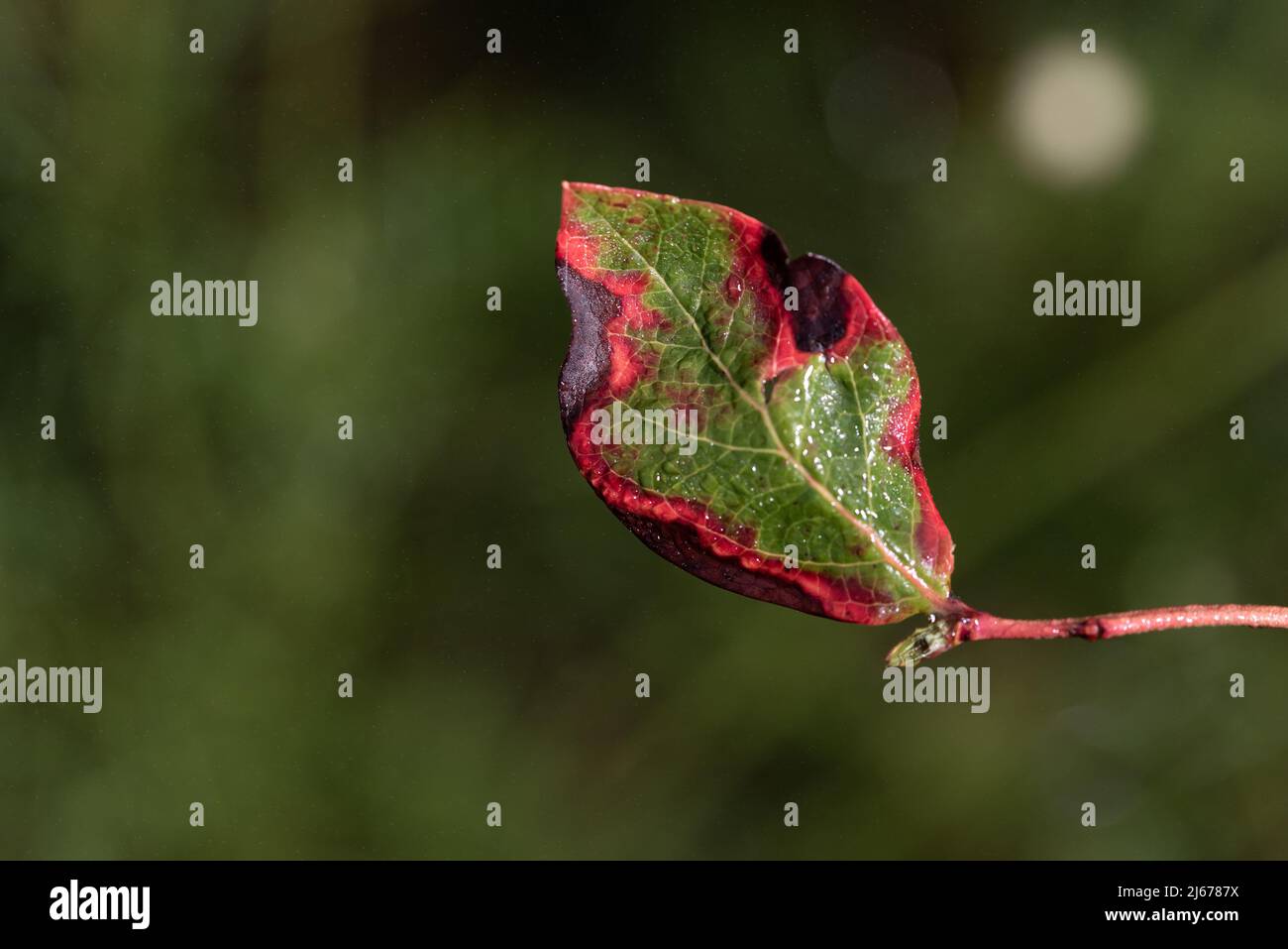 Fall season. Colorful leaf of blueberry plant. A tricolor leaf. Twig ...