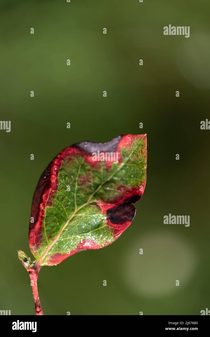 Fall season. Colorful leaf of blueberry plant. A tricolor leaf. Twig ...