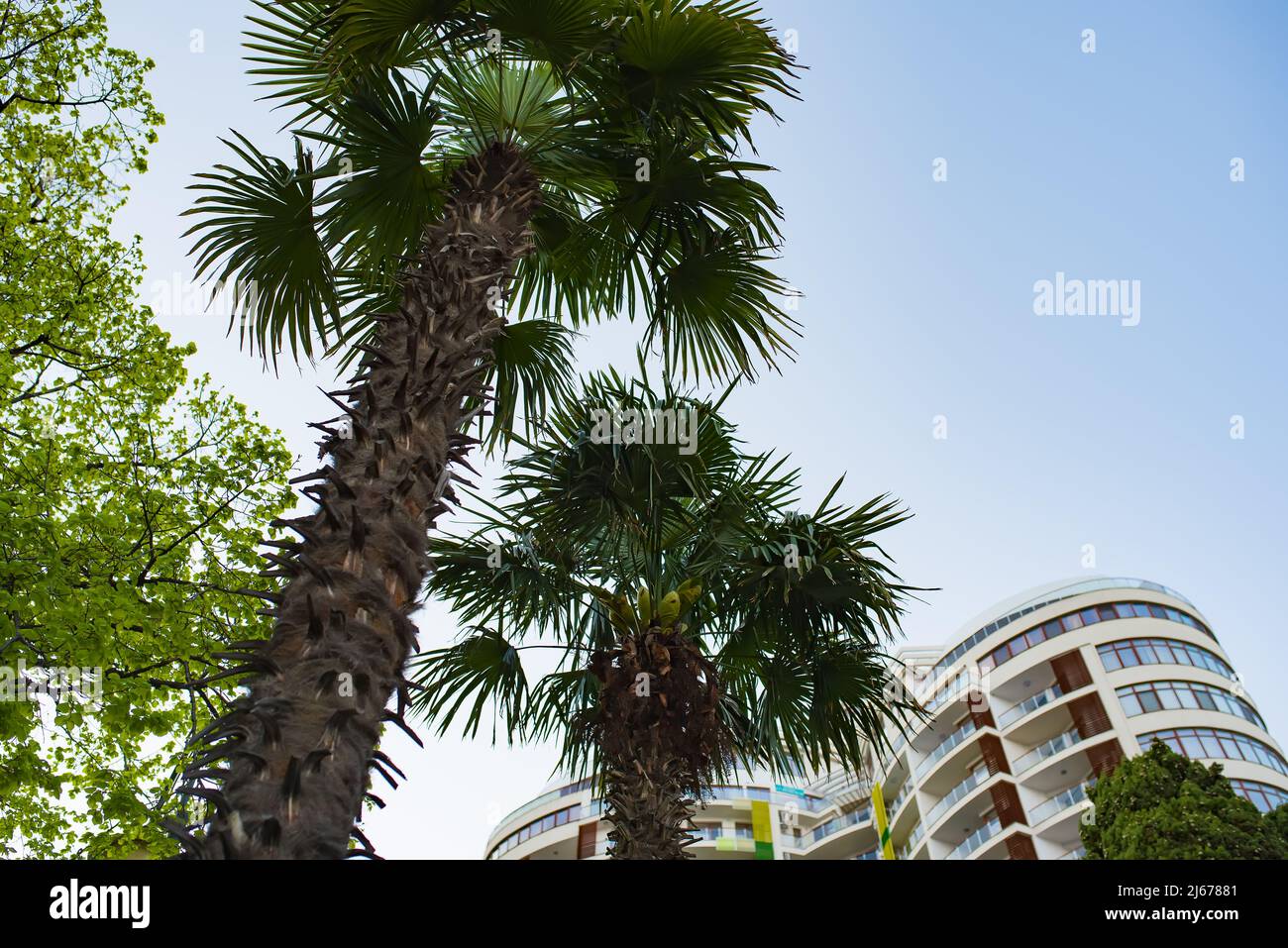 Palm tree in the city against the background of residential buildings ...