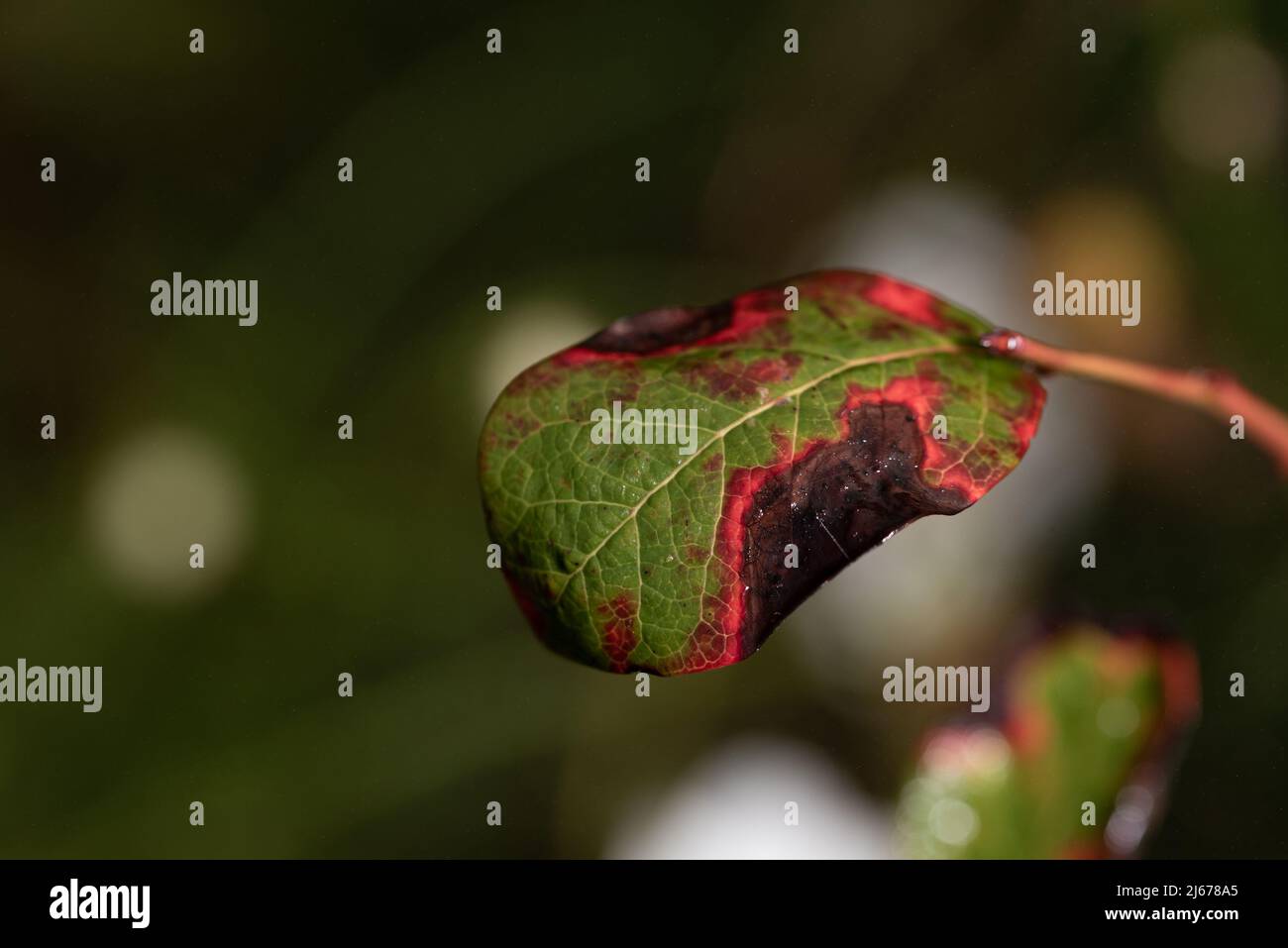Fall season. Colorful leaf of blueberry plant. A tricolor leaf. Twig ...