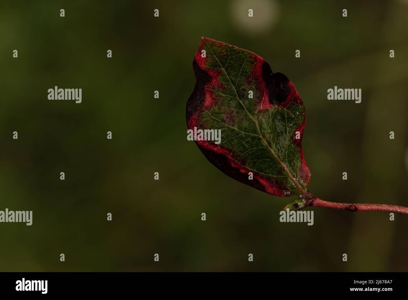 Fall season. Colorful leaf of blueberry plant. A tricolor leaf. Twig ...