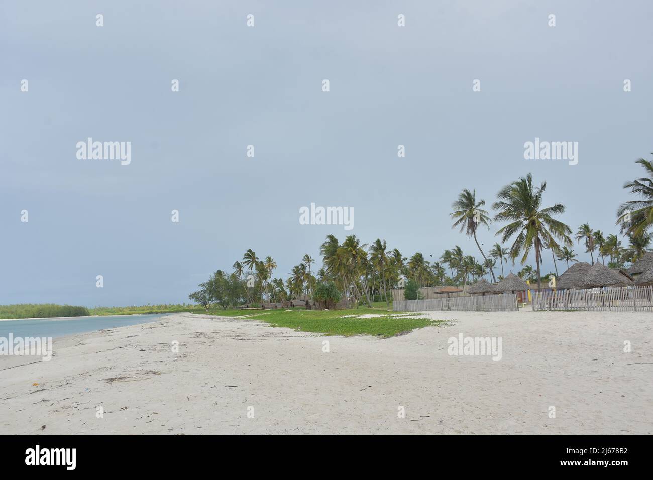 The magic tree Stock Photo - Alamy