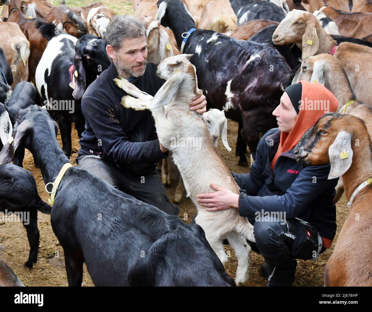 29 March 2022, Saxony, Lichteneichen/ Mügeln: The organic goat farm ...
