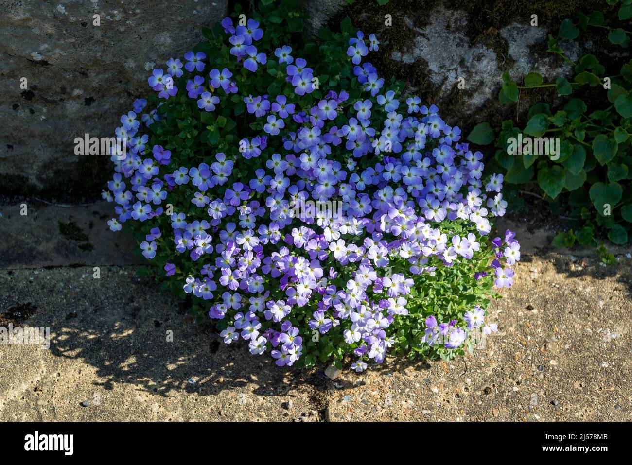 Growing on rock garden hi-res stock photography and images - Alamy
