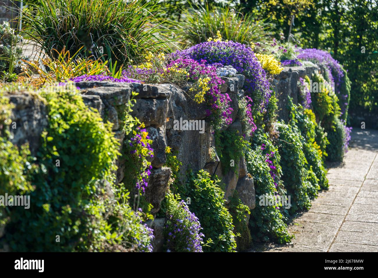 English rock garden plant hi-res stock photography and images - Alamy