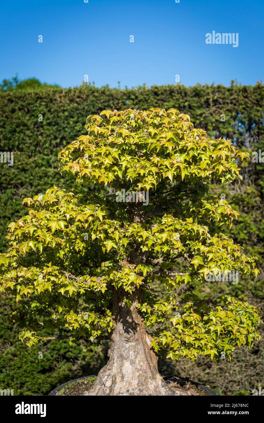 Bonsai Acer buergerianum, trident maple, native to China Stock Photo - Alamy