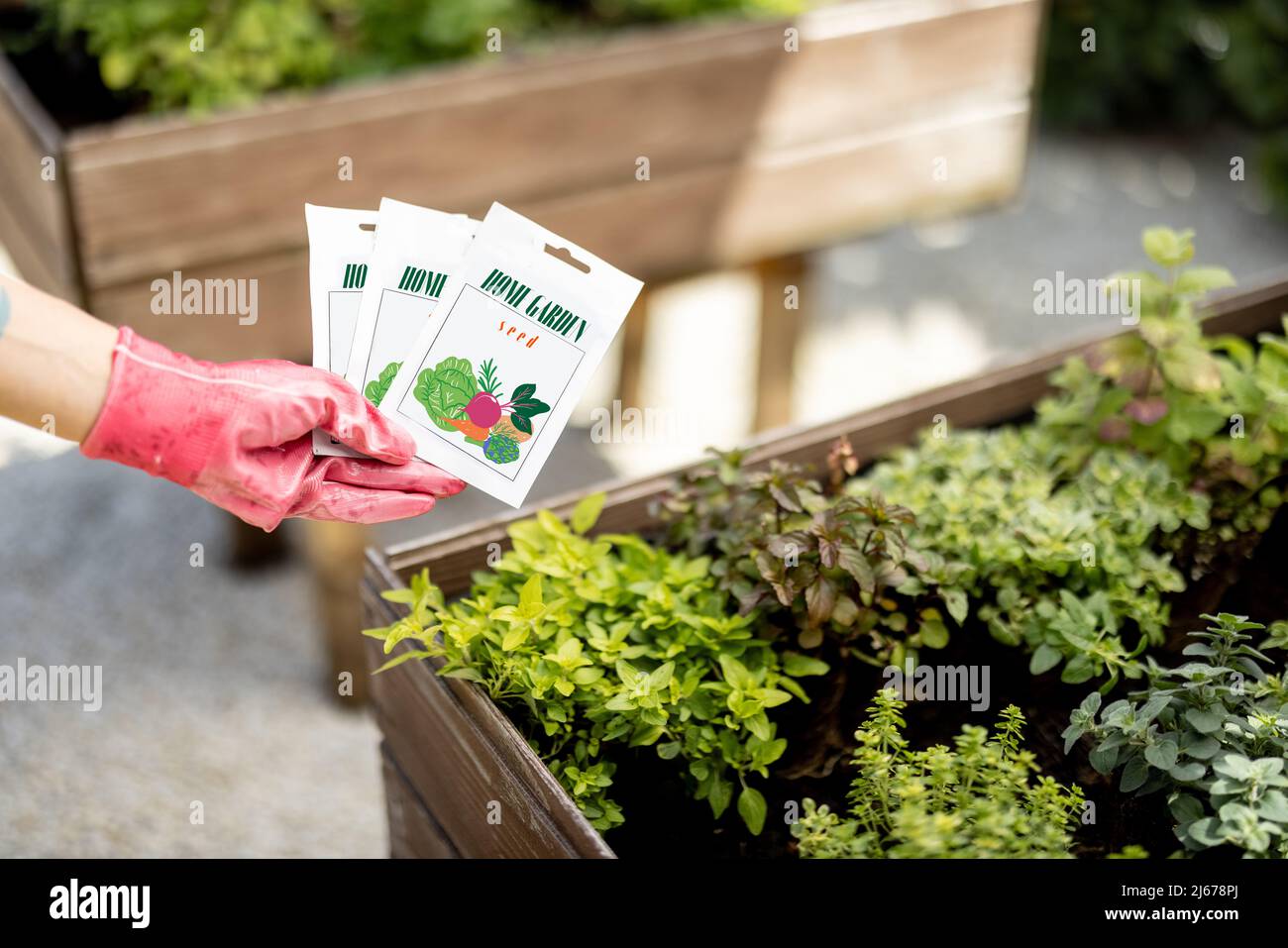Hand holding seed packet hi-res stock photography and images - Alamy