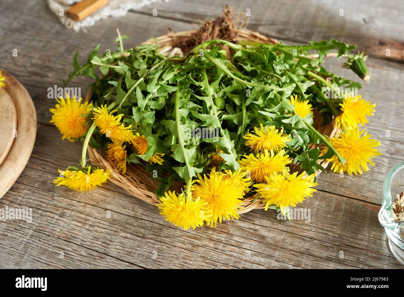 Dandelion flowers with leaves and roots in a basket - ingredient for ...