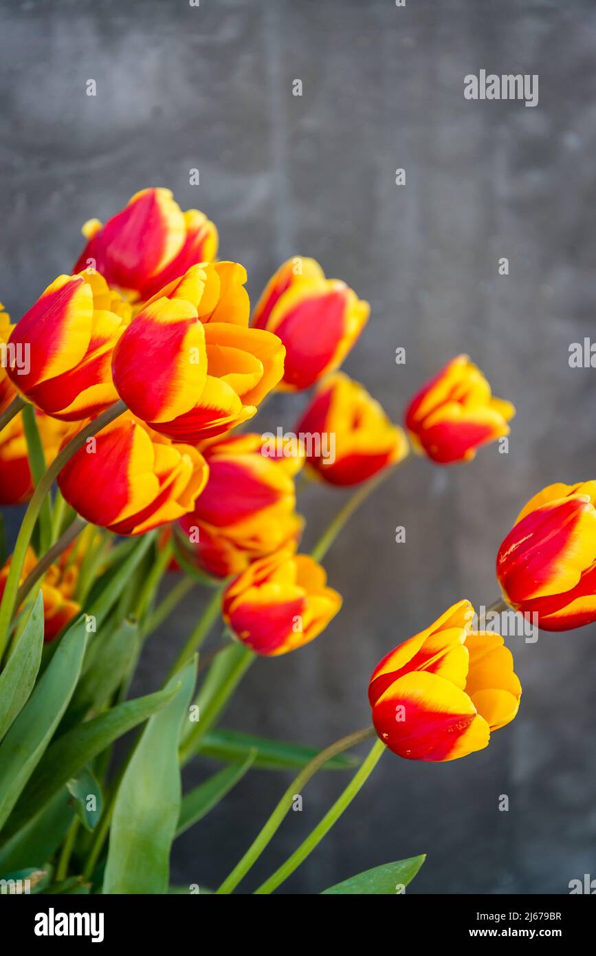 Tulipa request hi-res stock photography and images - Alamy