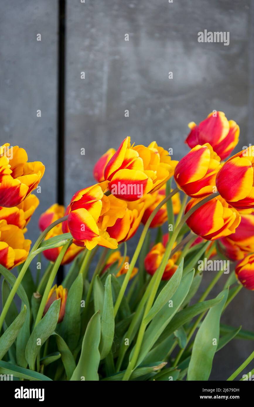 Tulipa request hi-res stock photography and images - Alamy