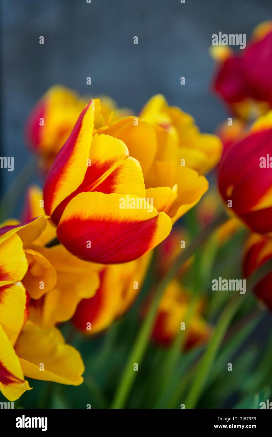 Tulipa request hi-res stock photography and images - Alamy