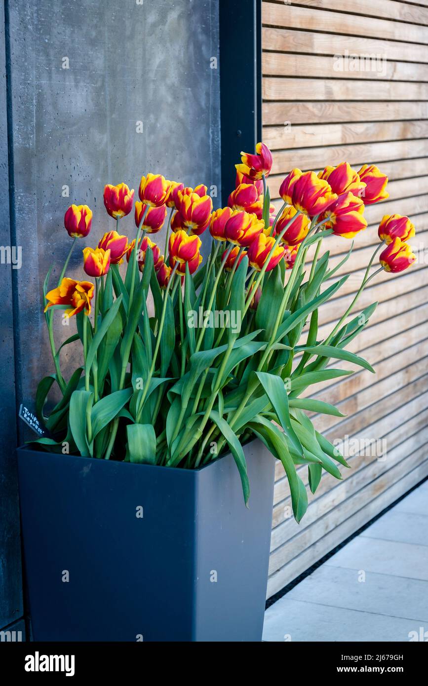 Tulip pot display hi-res stock photography and images - Alamy