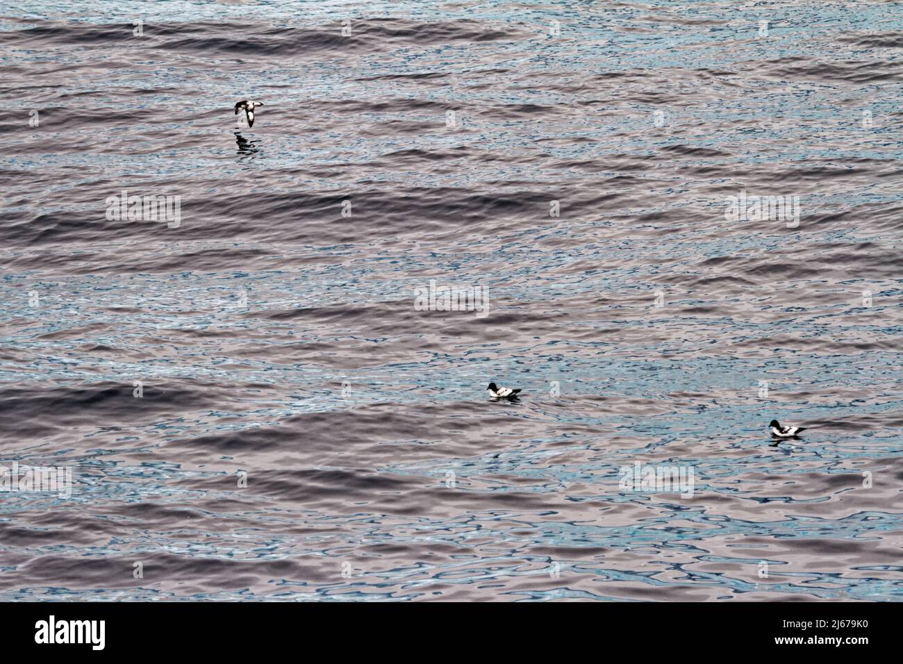 Antarctica antarctic albatross hi-res stock photography and images - Alamy