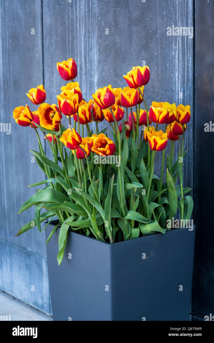 Tulipa request hi-res stock photography and images - Alamy