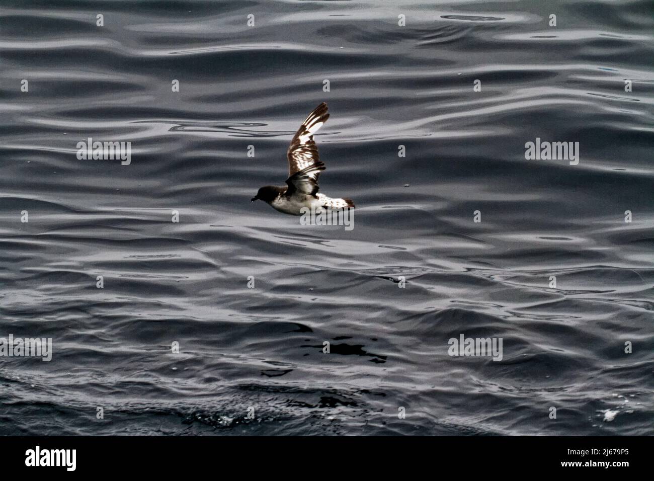 Antarctica antarctic albatross hi-res stock photography and images - Alamy