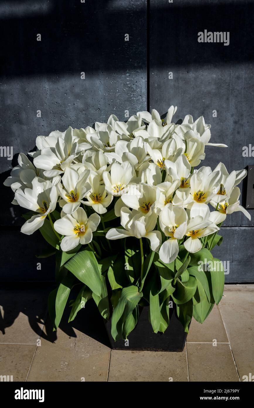 Tulipa purissima design hi-res stock photography and images - Alamy