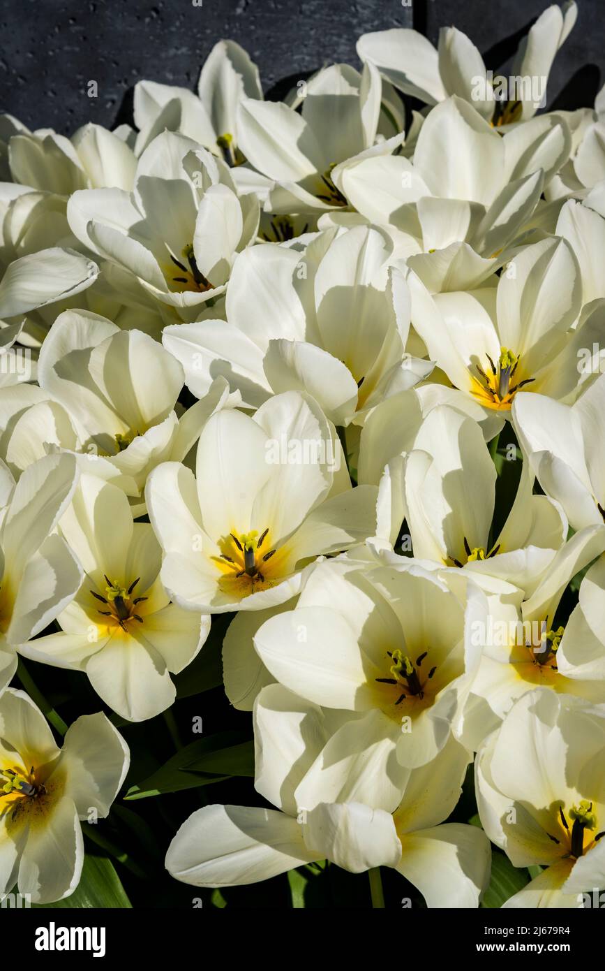 Purissima tulipa hi-res stock photography and images - Alamy