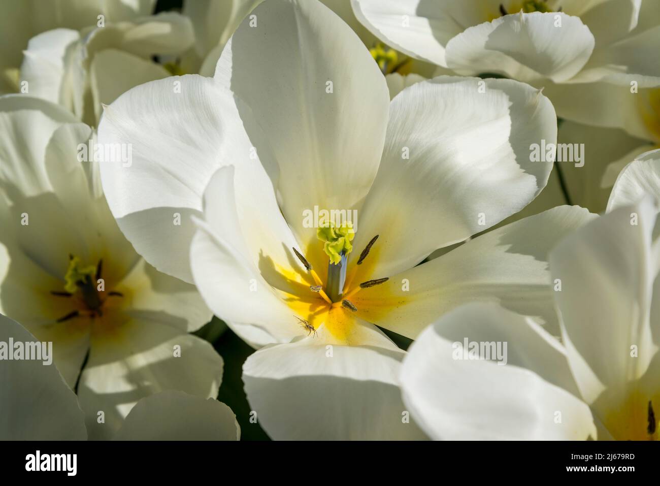 Purissima tulipa hi-res stock photography and images - Alamy