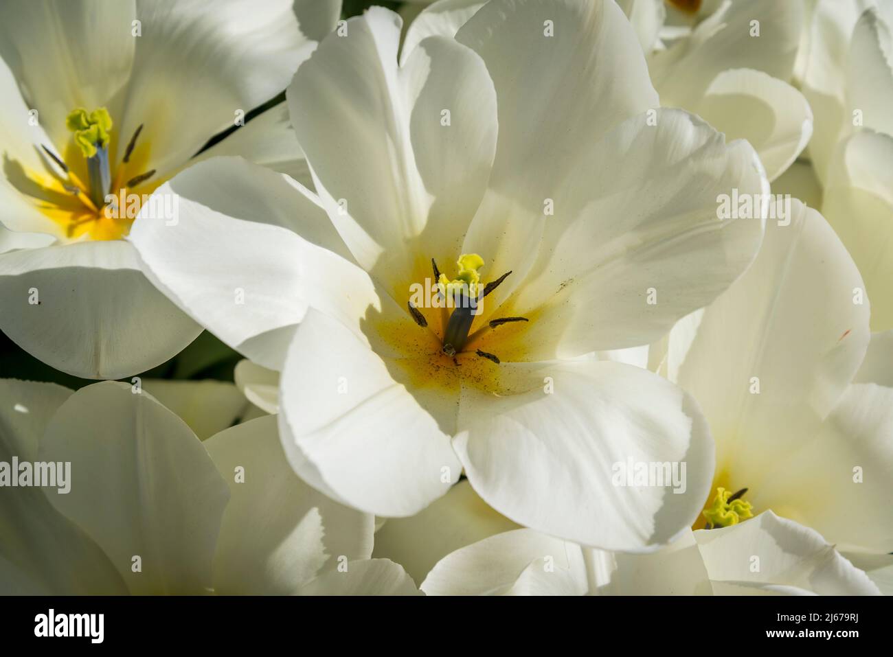 Purissima tulipa hi-res stock photography and images - Alamy