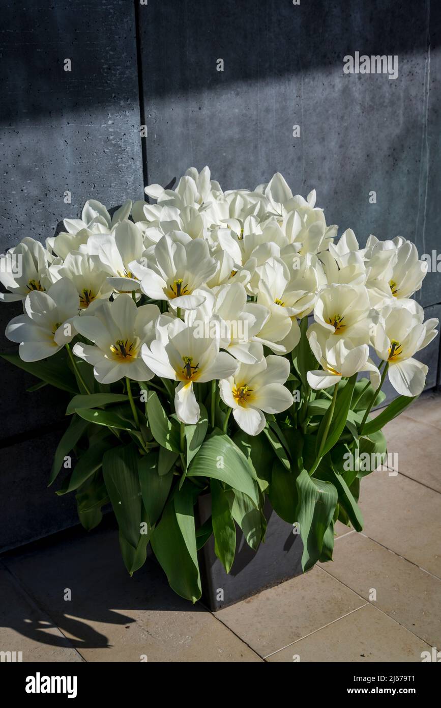 Tulip purissima design hi-res stock photography and images - Alamy