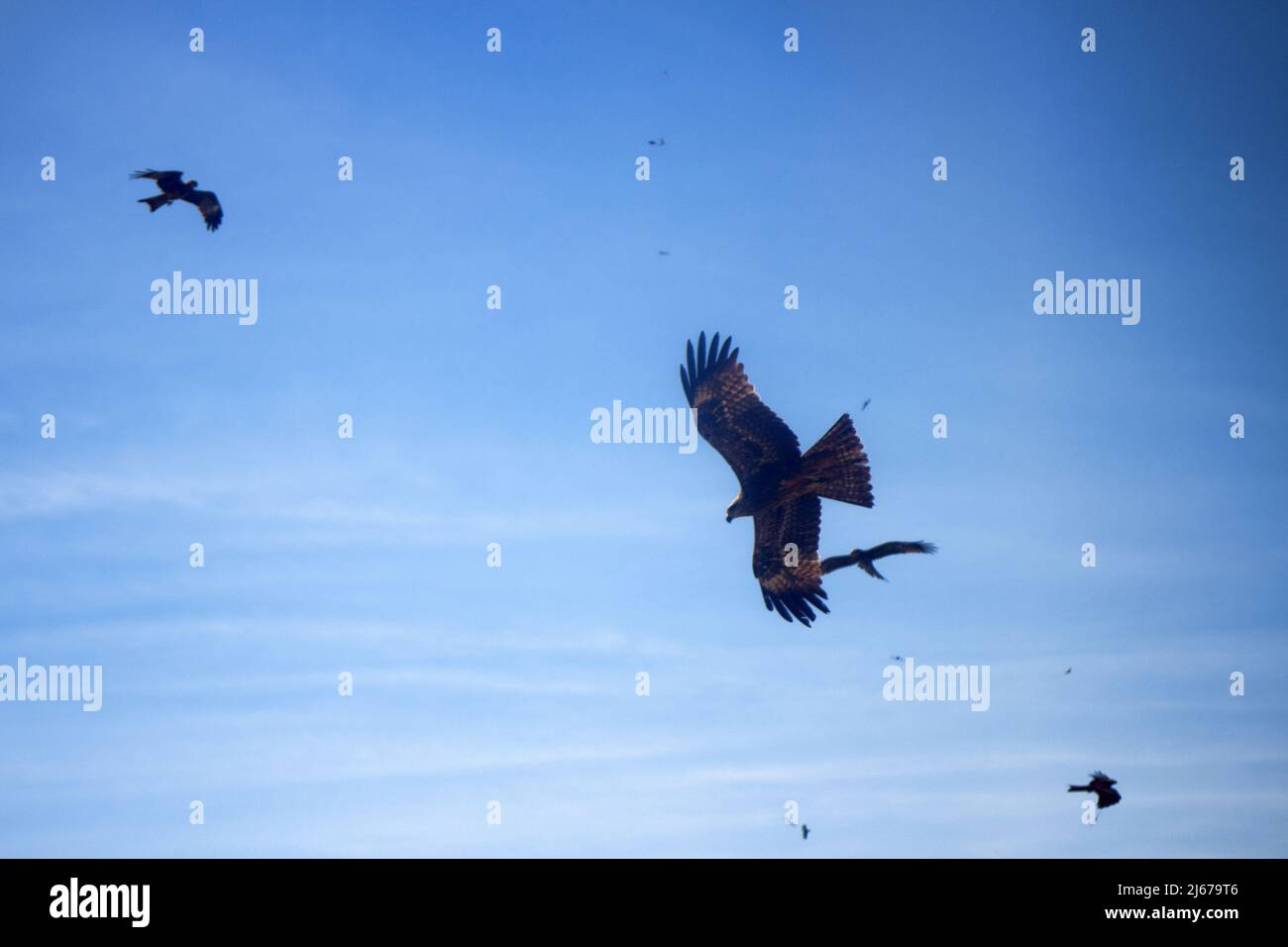 Pariah kites (Milvus migrans govinda) on a search flight. India Stock ...