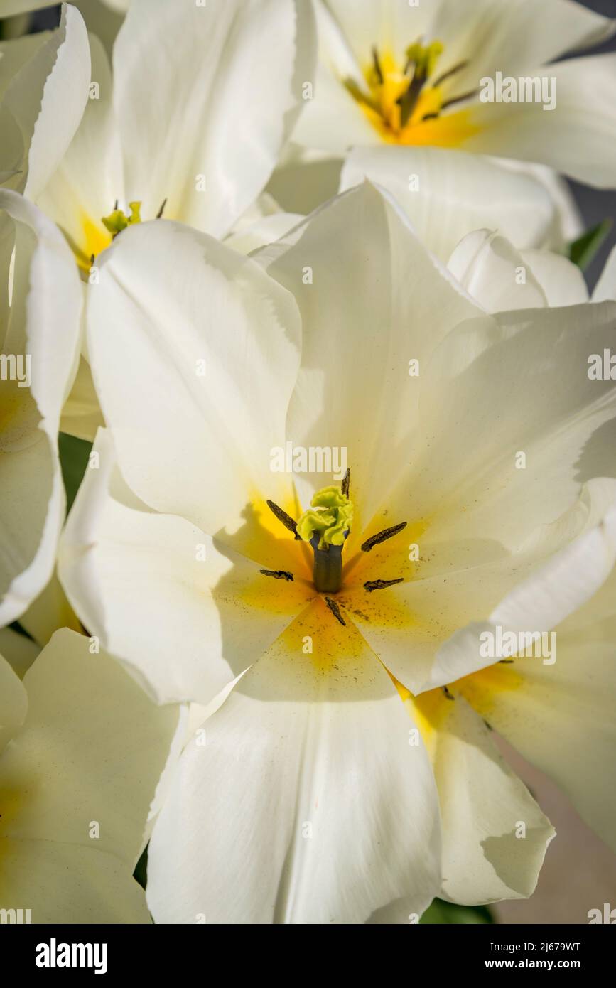 Purissima tulipa hi-res stock photography and images - Alamy