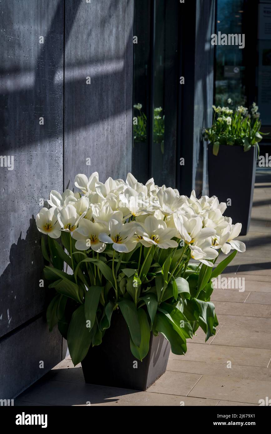 Purissima design hi-res stock photography and images - Alamy