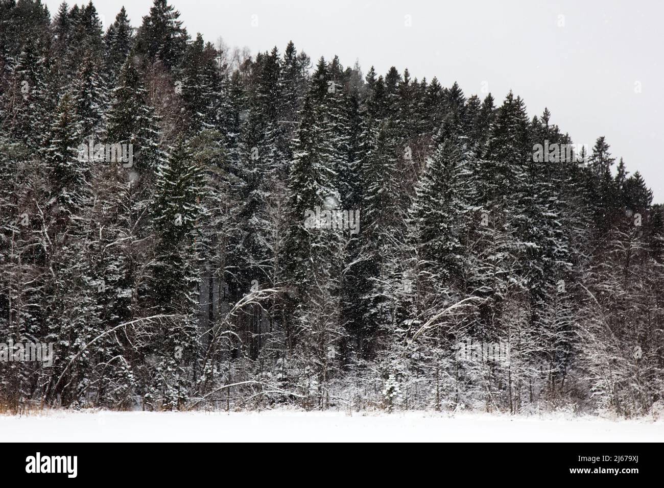 Boreal winter forest, blind cloudy sky and snowfall on the background of old sprace (thick stand ...
