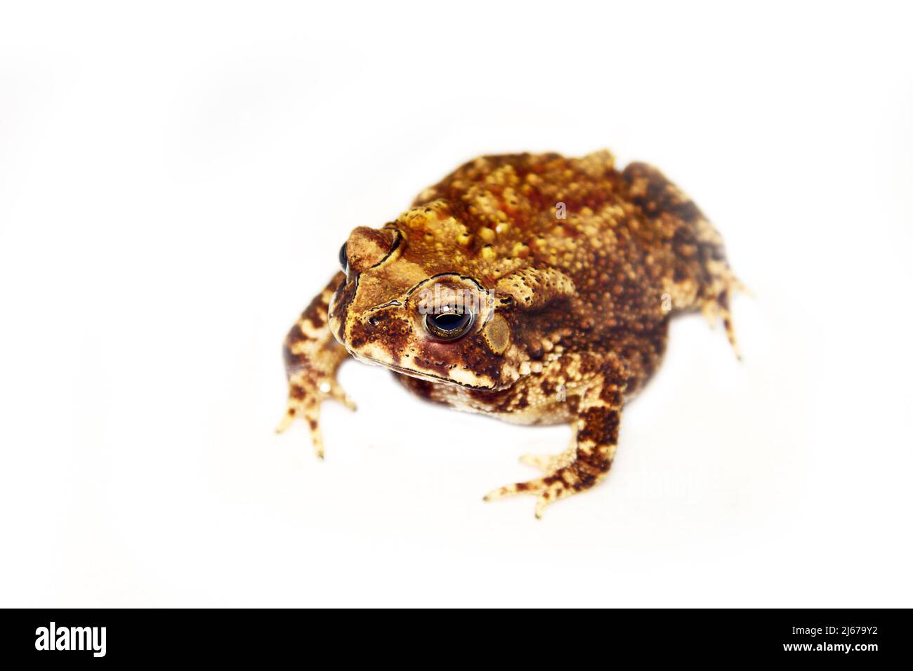 Schneider's (dwarf) toad (Duttaphrynus scaber). Duttaphrynus ...
