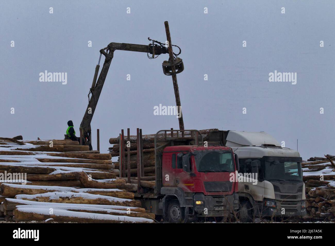 Forestry industry. Timber yard. Operations for loading-unloading ...