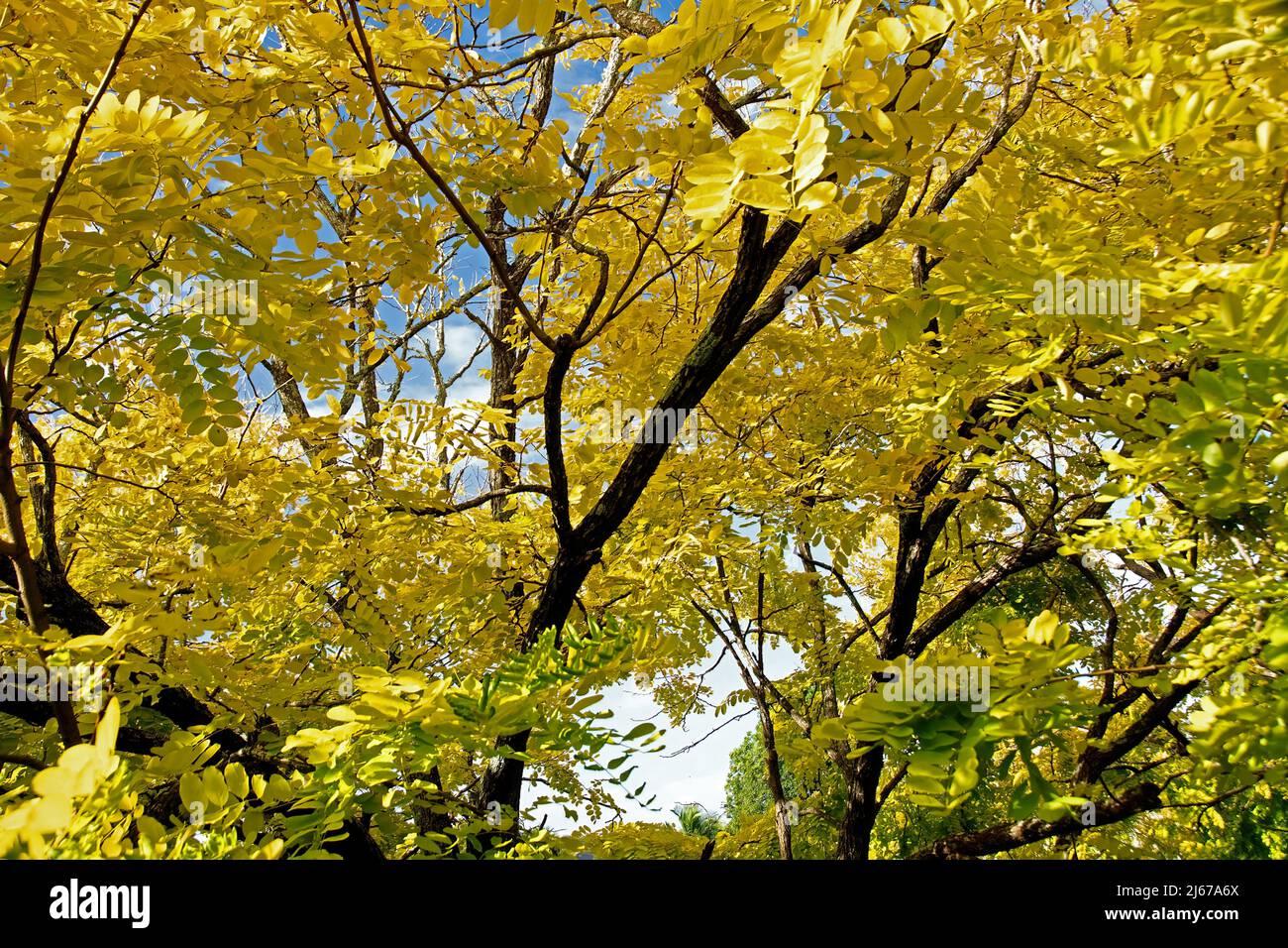 Colourful golden sunlit Black Locust Tree also known as Robenia Tree ...