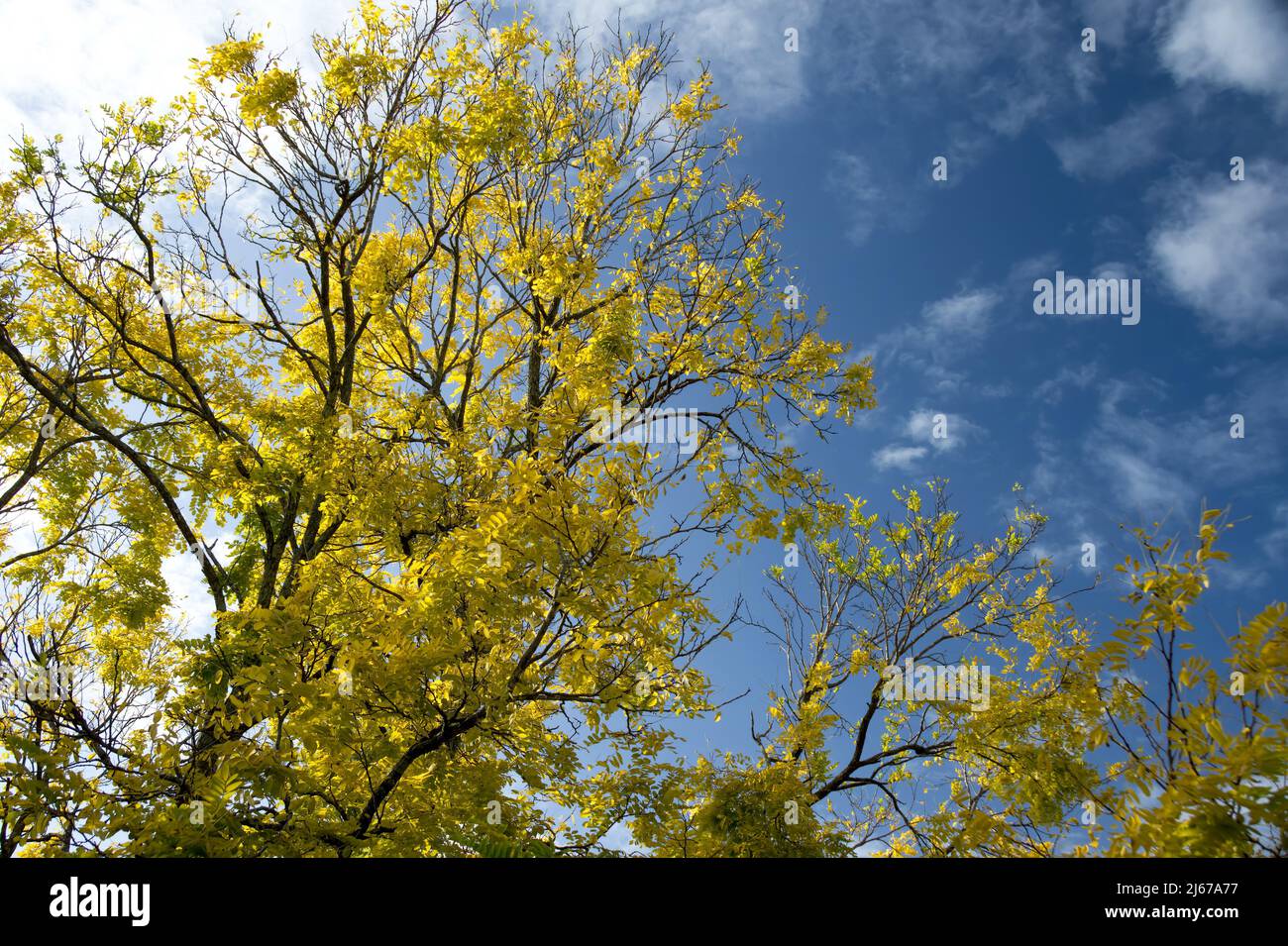 Colourful Golden sunlit Black Locust Tree also known as Robenia Tree ...