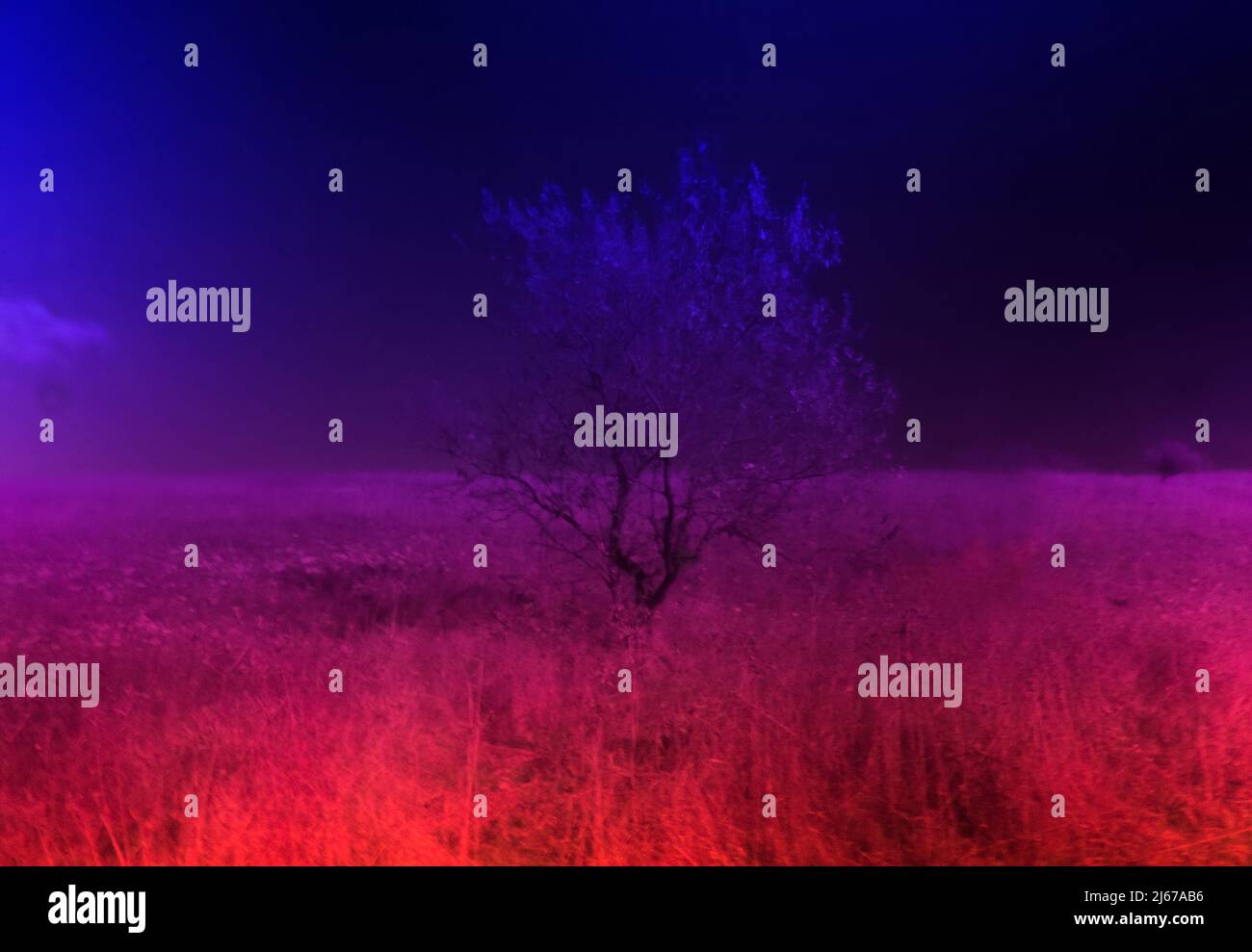 Moon Tree. The moonlight lends enchantment to the landscape. New ...