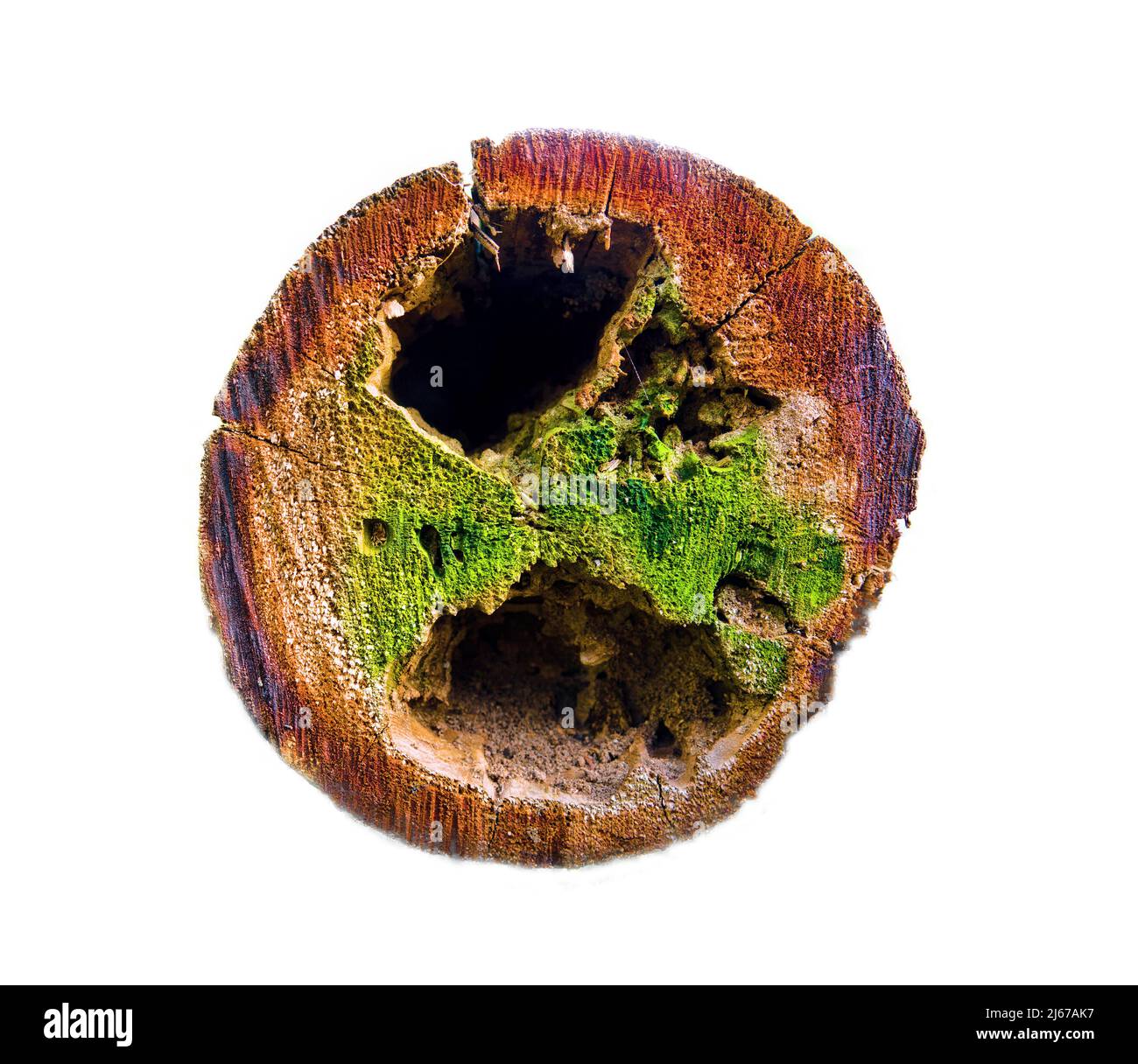 Rotten wood. Sawed down saw cut the trunk of a pine tree with areas of ...