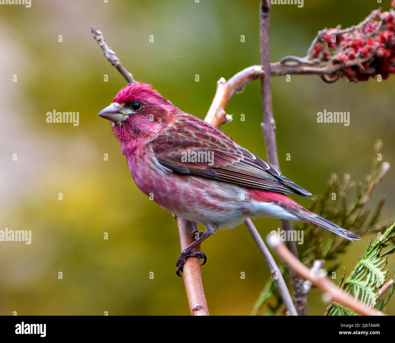 Finch male close-up profile view, perched on a stag horn branch ...