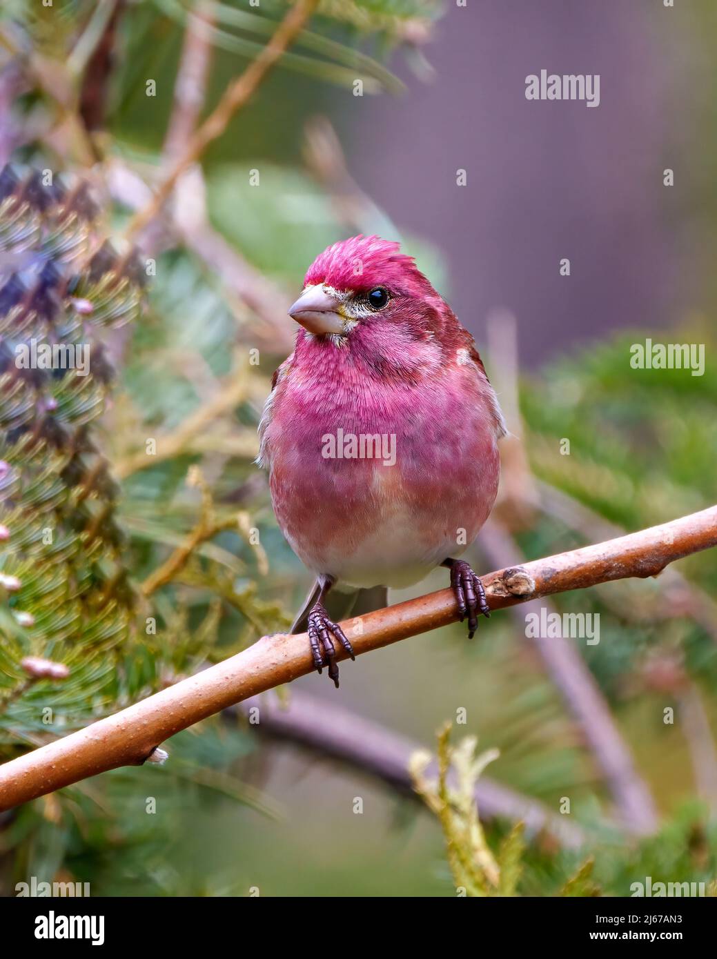 Finch male close-up front view, perched on a branch displaying red ...