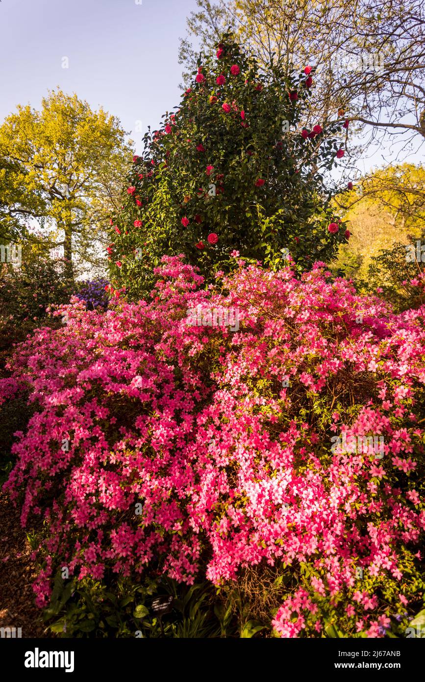 Rhododendron obtusum 'Hinomayo' Stock Photo - Alamy