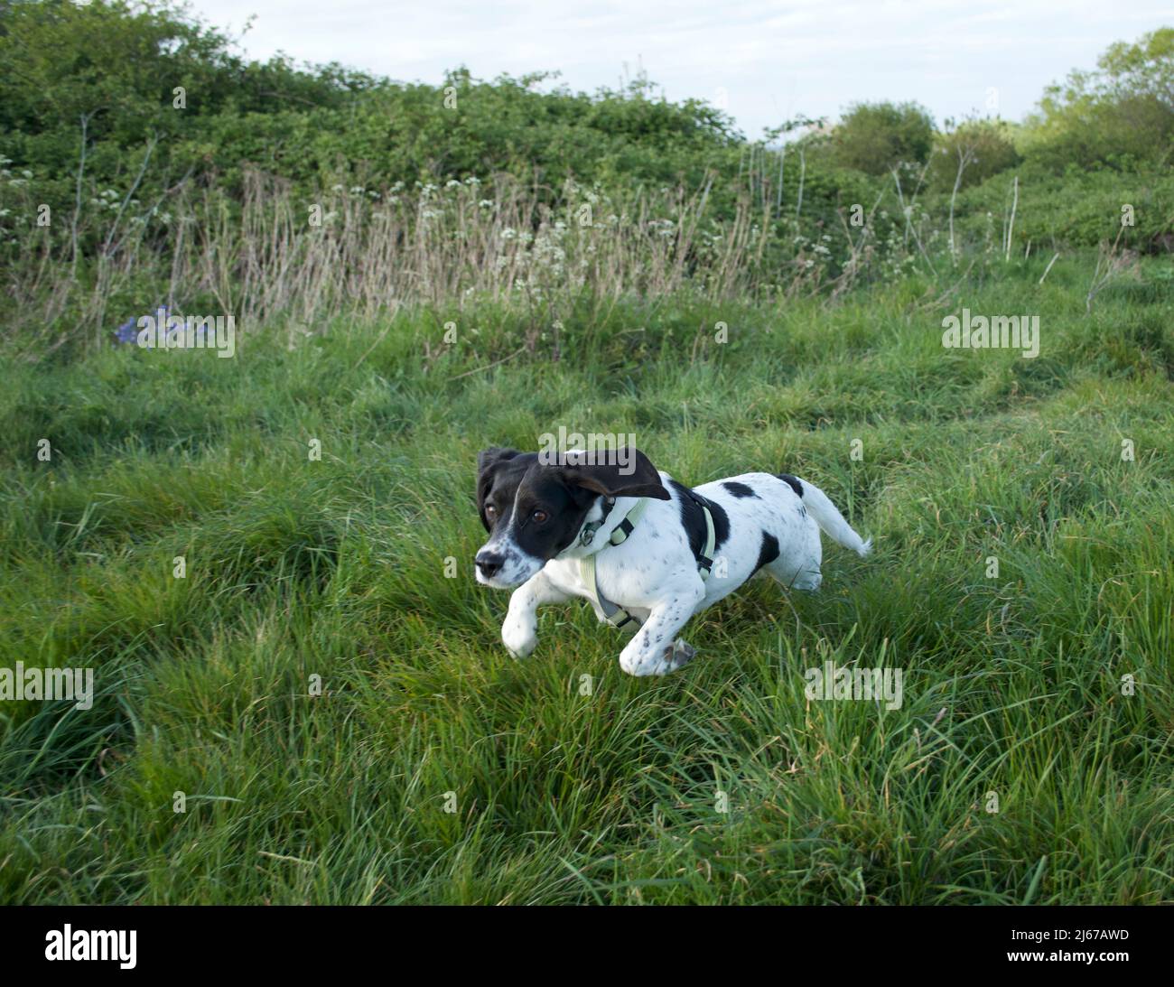 Dog running in grass Stock Photo - Alamy