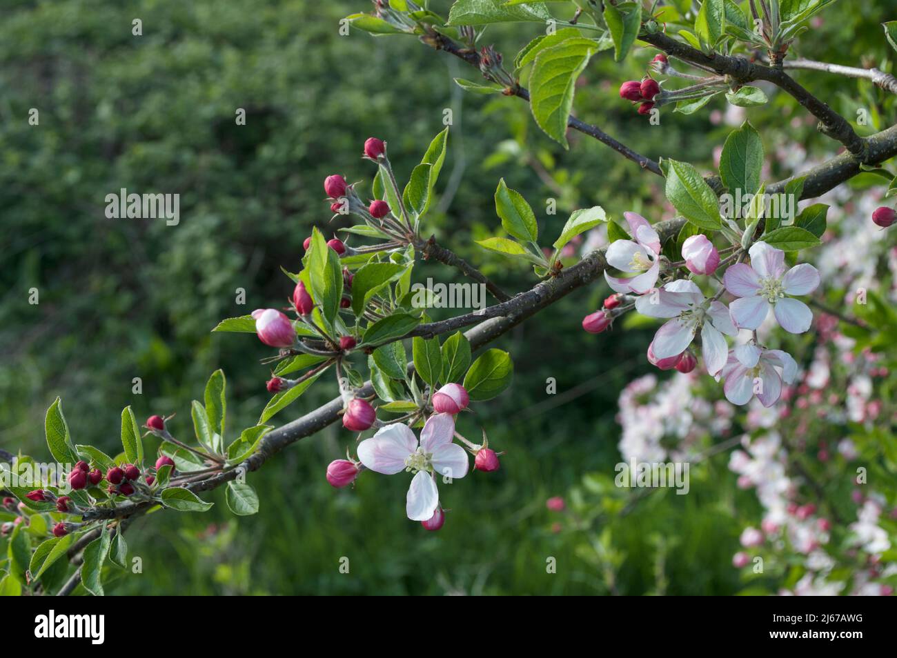 Macro shot of a flowering shrub in the Daphnes genus in Portsmouth ...