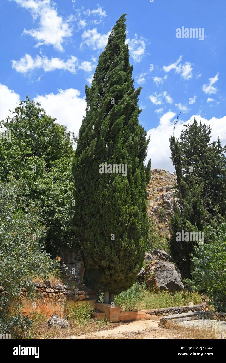 Mediterranean cypress, Cupressus sempervirens Stock Photo - Alamy