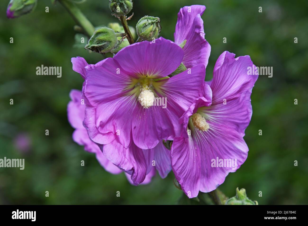 Bristly hollyhock, Alcea setosa flowers Stock Photo - Alamy