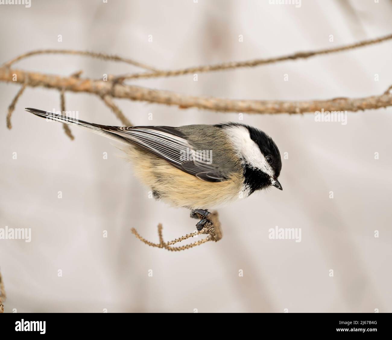 Chickadee bird perched on a branch enjoying its habitat and environment ...