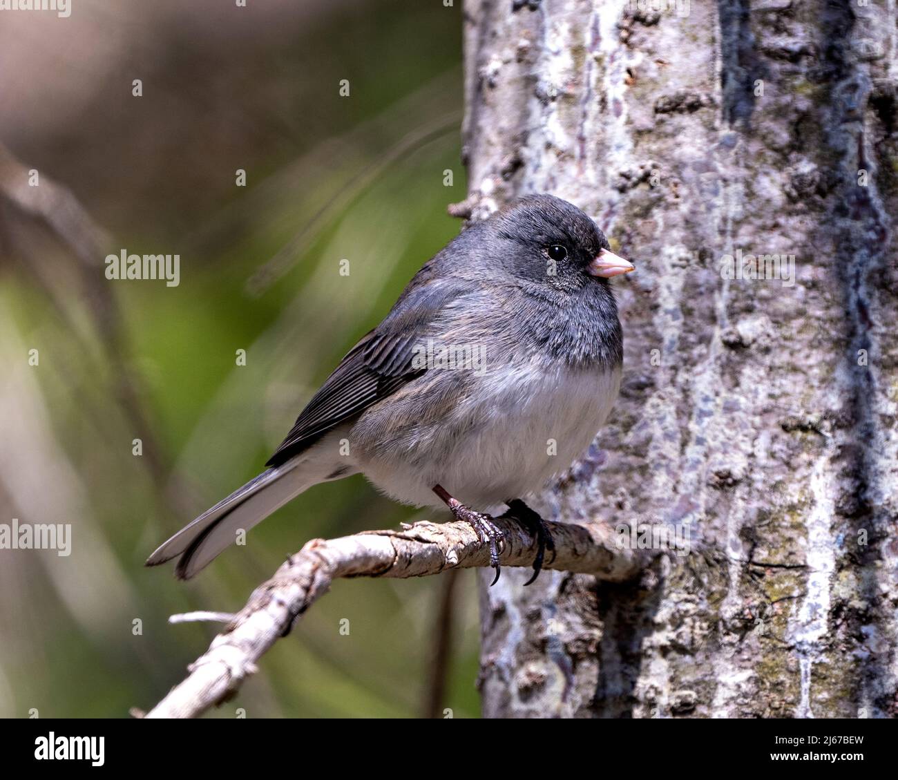 Dark eyed junco bird photo image hi-res stock photography and images ...