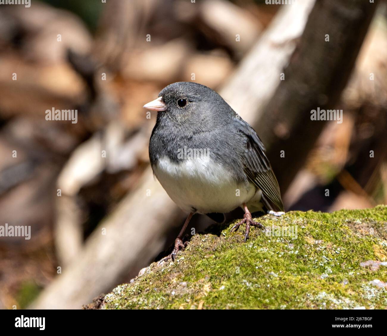 Junco bird standing on moss displaying grey feather plumage, head, eye ...