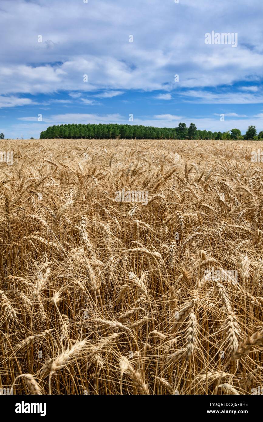 Foreground of wheat field hi-res stock photography and images - Alamy