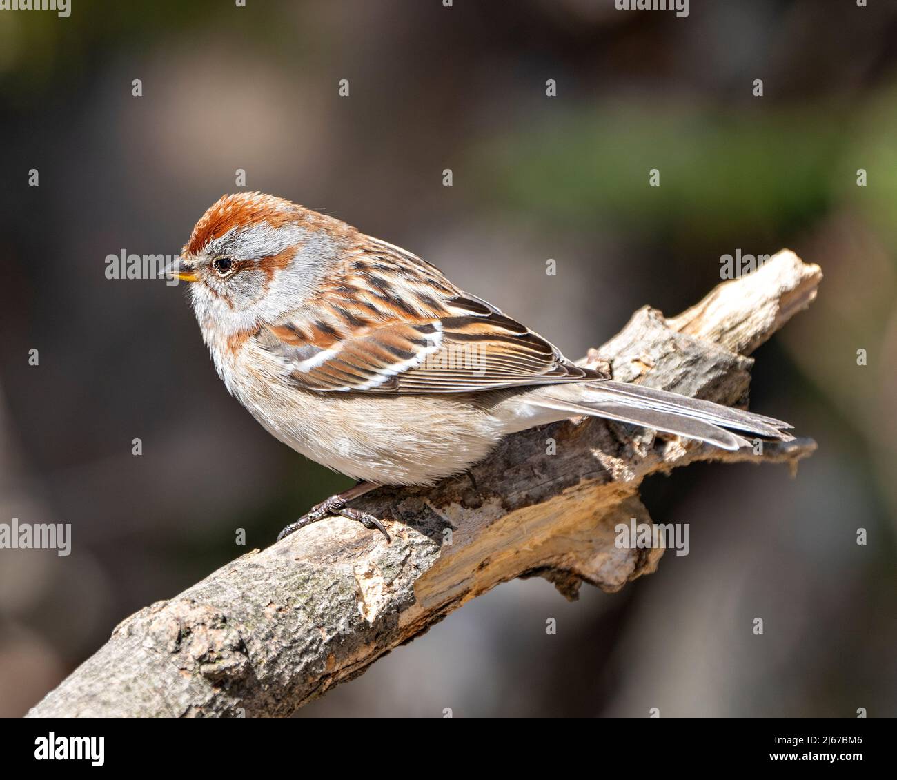 White-crowned Sparrow female perched on a branch with blur background ...