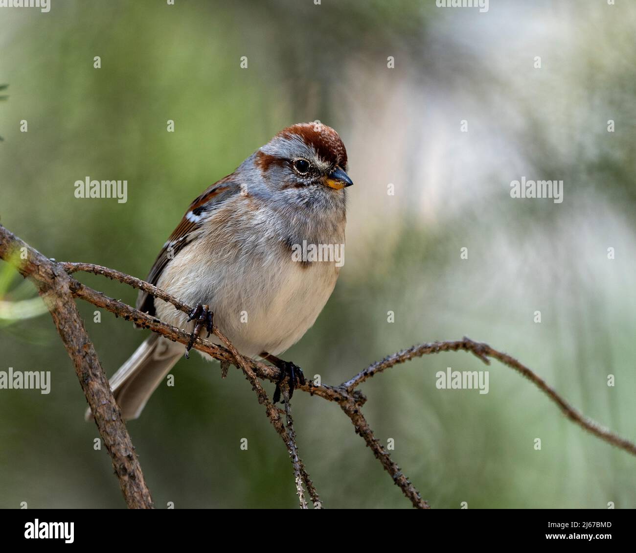 White-crowned Sparrow female perched on a branch with blur background ...